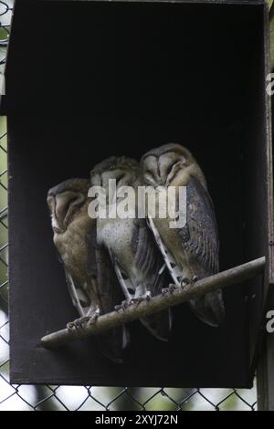 Barn owls on perch Stock Photo - Alamy