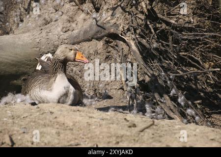 Greylag Goose / Graylag Goose (Anser anser) nest with clutch of eggs in ...