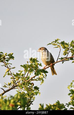 Bunting bird sits on tree branches Stock Photo - Alamy