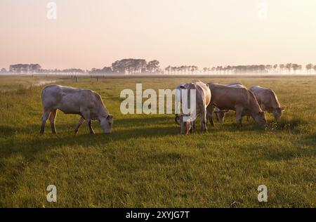 Cow eating on pasture with misty fog. Czech autumn landscape ...