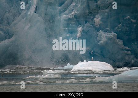 Calving - Iceberg formation on cracking of the glacier - Monacobreen ...