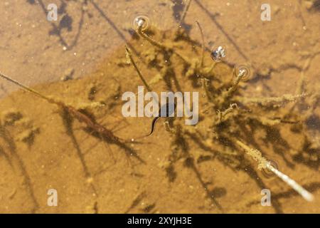 Small tadpoles swimming in shallow water Stock Photo - Alamy
