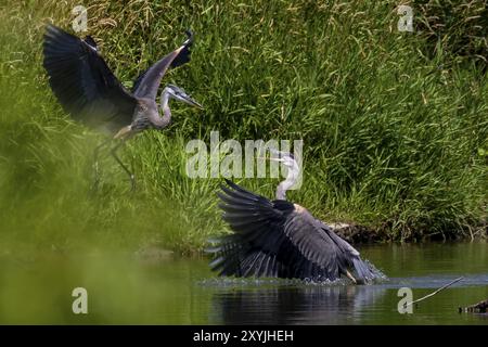 A Great Blue Heron on a lake in Geist Park Fishers, Indiana Stock Photo ...
