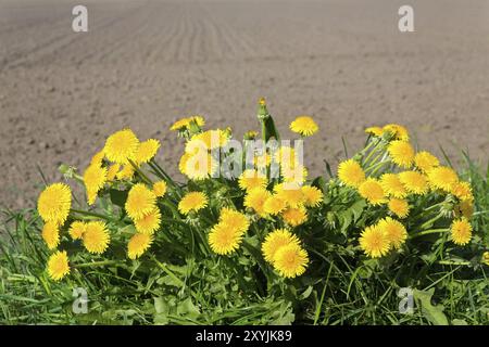 Group of flowering dandelions near sandy field Stock Photo - Alamy