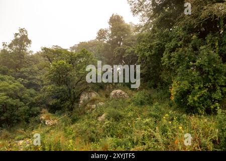 The montane forest ecological zone of Mount Napak in Karamoja, Uganda ...