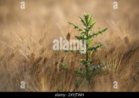 Canada thistle in a cornfield Stock Photo - Alamy