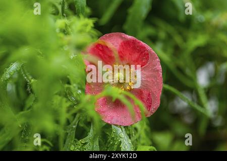 Poppy flowers in a backyard garden Stock Photo - Alamy