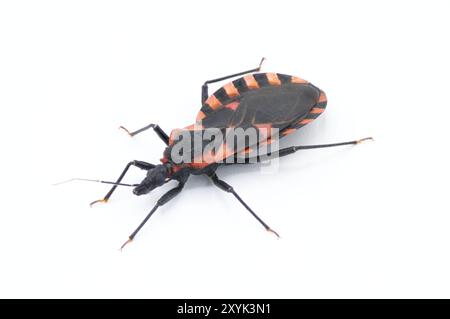 Eastern Bloodsucking Conenose Kissing bed Bug - Triatoma sanguisuga ...
