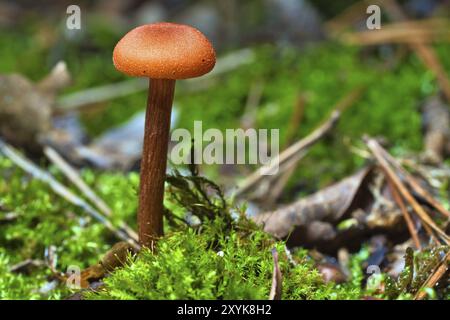 Orange filigree mushrooms in moss on forest floor. Macro view from the ...