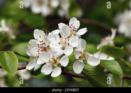 Pyrus communis. Beautiful flowers closeup. Spring background Stock ...