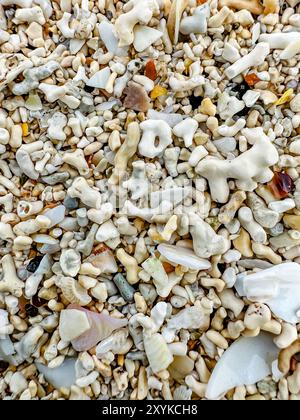 Seashells and coral on sand at beach. Togean Islands or Togian Islands ...