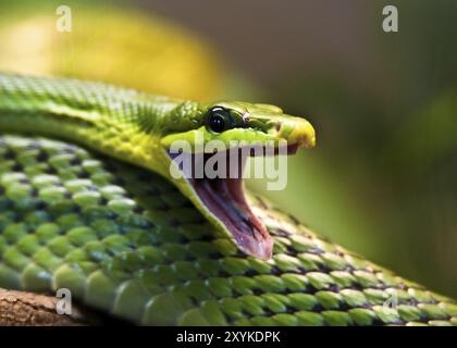 Pointed-headed snake, also known as the leaf snake, habitat China ...