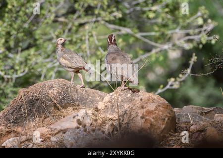 Barbary Partridge (Alectoris Barbara) in the wild Stock Photo - Alamy