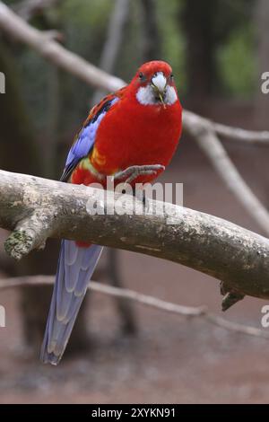 Pennant Parakeet (Platycercus elegans) in the Lamington National Park ...