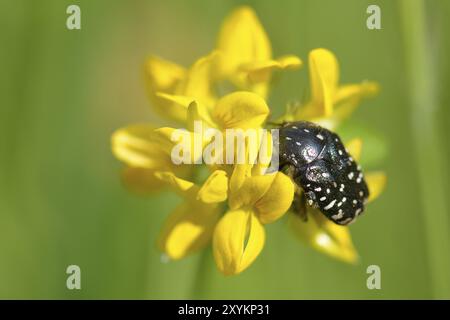 Weeping rose beetle on common hornwort. Oxythyrea funesta on a Lotus ...