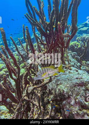 schoolmaster snapper ,Lutjanus apodus, is a species of marine ray ...