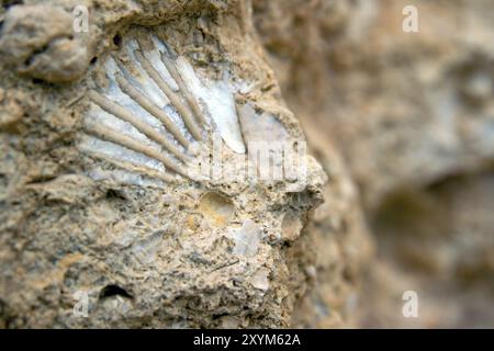 Fossil sea shells embedded in rocks Stock Photo - Alamy