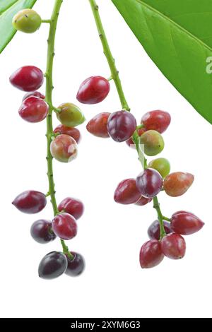 Cherry laurel (Prunus laurocerasus), fruits Stock Photo - Alamy