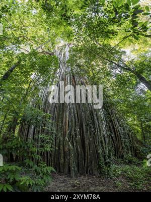 Strangler fig in the rainforest of Corcovado National Park, Costa Rica ...