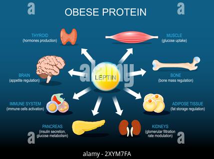 Appetite, leptin hormone and adipose tissue. Leptin the satiety hormone ...