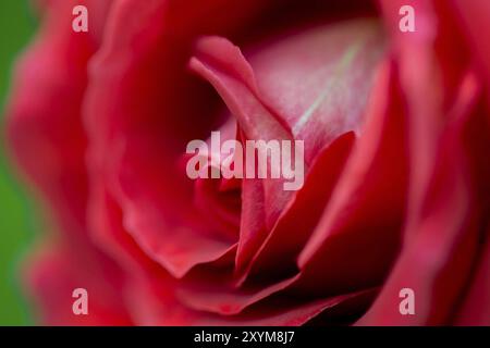 Close-up with a fast aperture of an intense red rose Stock Photo - Alamy