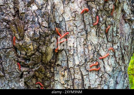 Aerial view of a colony of red centipedes on a tree bark at Mount Napak ...