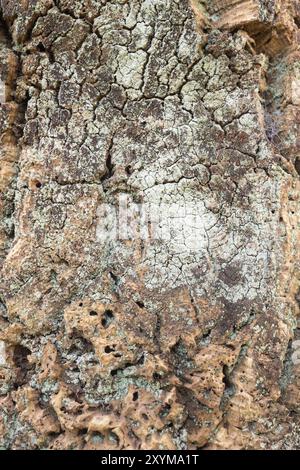 Old Cork Oak of old Tree texture background. Nature background Stock ...