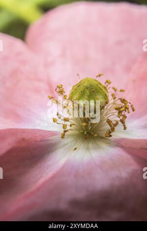 Closeup of stamen, stigma, filament of a blooming white poppy flower ...