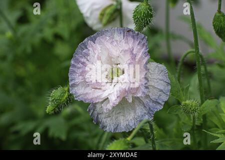 Poppy flowers in a backyard garden Stock Photo - Alamy
