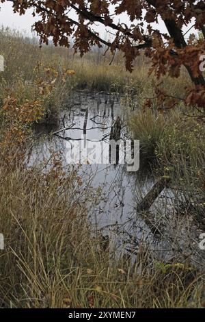 In the Hiller Moor on a gloomy autumn day Stock Photo - Alamy