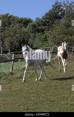 Pinto and grey horse in a pasture Stock Photo - Alamy