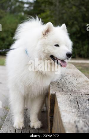 White fluffy Samoyed on a leash. close-up portrait Stock Photo - Alamy
