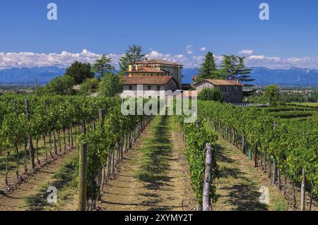 friuli winery - friuli vineyard estate 01 Stock Photo - Alamy