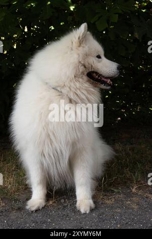 A vertical of an adorable Samoyed dog side profile captured in closeup ...
