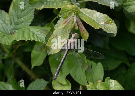 Lesser Emperor Dragonfly female drab form - Anax parthenope Stock Photo ...