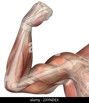 cut out male arms with flexed biceps muscles isolated on white Stock ...