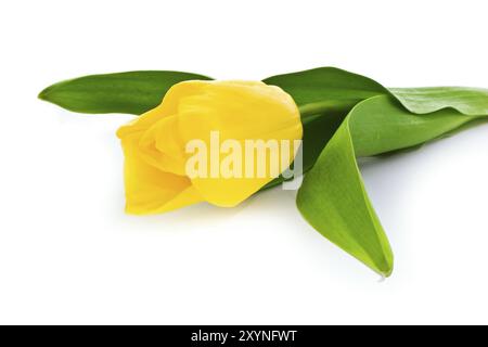 Topaz tulips flowers isolated on white background Stock Photo - Alamy