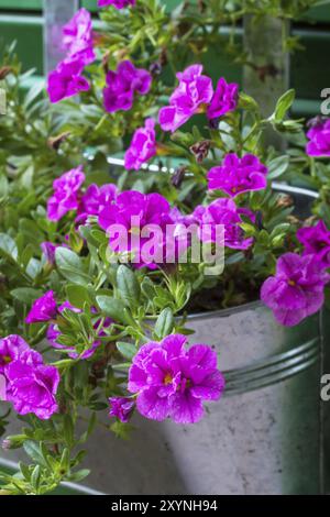 Calibrachoa blossoms in a window box Stock Photo - Alamy