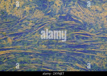 Hot Springs river textures and Patterns Stock Photo - Alamy