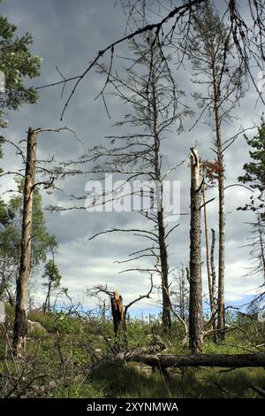 Acid rain damage to trees. Dead trees in a once- thriving taiga forest ...