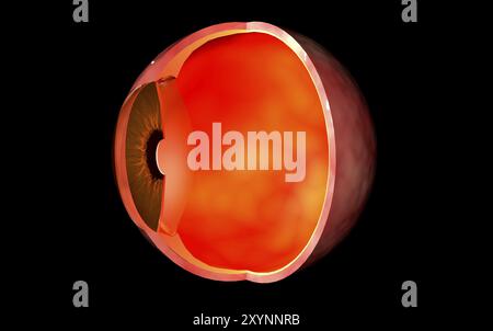 Human eye lens, illustration Stock Photo - Alamy