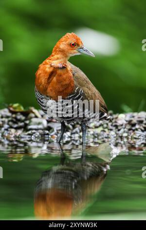 Slaty-legged Crake (Rallina eurizonoides) immature bathing in forest ...
