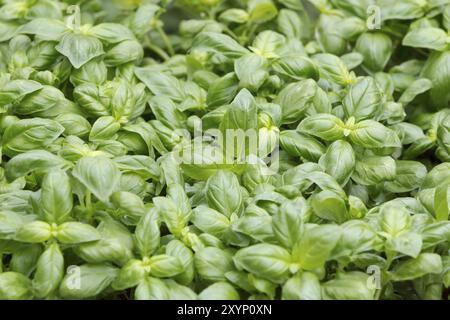 Basil, full size Stock Photo - Alamy
