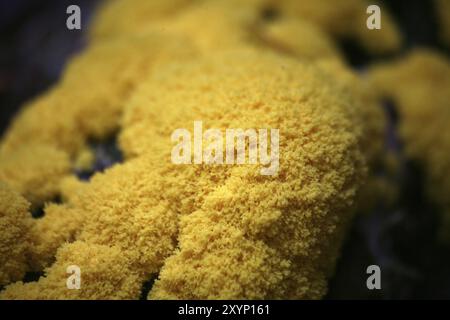 A fascinating slime mould Stock Photo - Alamy