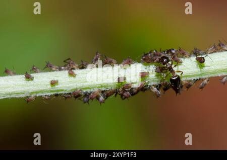 Acrobat Ants, Crematogaster sp., tending Grapevine Aphids, Aphis ...