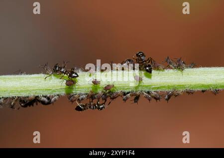 Acrobat Ants, Crematogaster sp., tending Grapevine Aphids, Aphis ...
