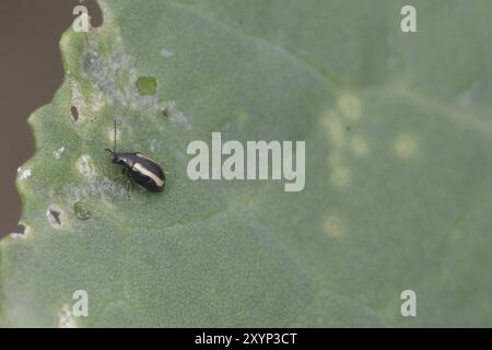 Turnip flea beetle Phyllotreta nemorum adult with yellow dorsal stripes ...