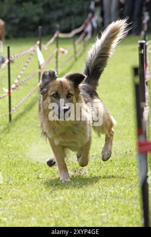 German shepherd dog goes for a walk Stock Photo - Alamy