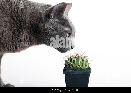 Russian blue breed cat examines prickly cactus Stock Photo - Alamy