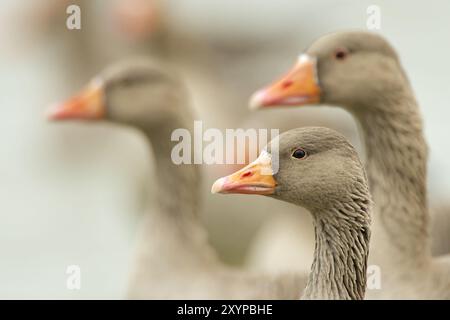 Greylag goose (Anser anser), sky, sideways, flying Stock Photo - Alamy